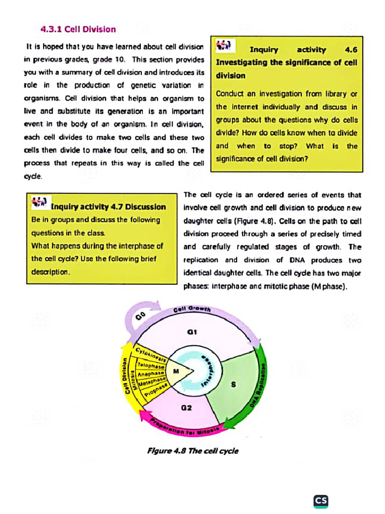 Cell Division | PDF