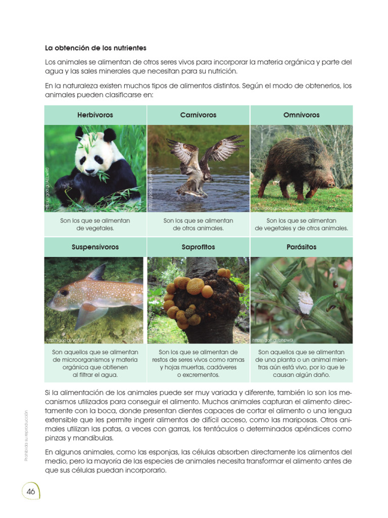 8_EGB_INTEGRADO_LYL_MAT_EESS_CCNN_ | PDF | Alimentos | Boca