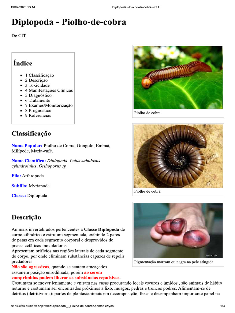 Diplopoda Piolho de Cobra | PDF
