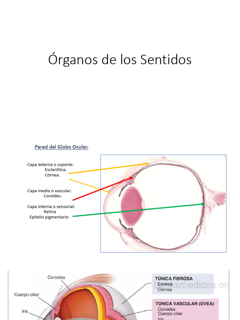 Estructura del Ojo y sus Capas | PDF | Córnea | Percepción visual