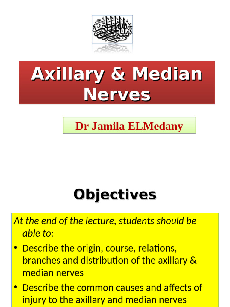 9-Axillary& Median Nerves | PDF | Musculoskeletal System | Human Anatomy