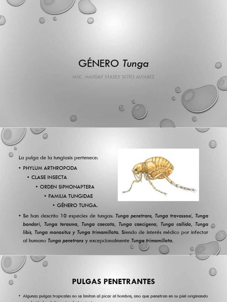 7.género Tunga | PDF | Crisálida | África