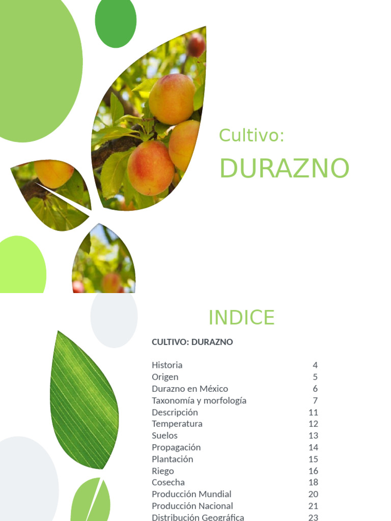 Cultivo y características del durazno | PDF | melocotón | Arboles