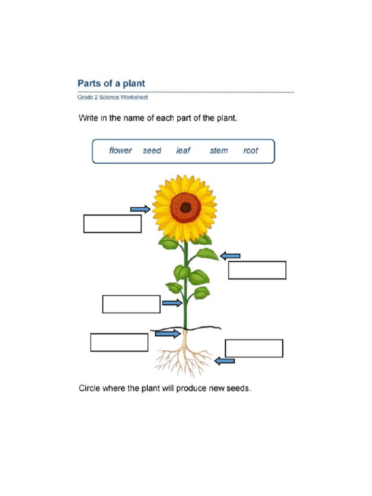 Grade 2 Animal and Plants | PDF