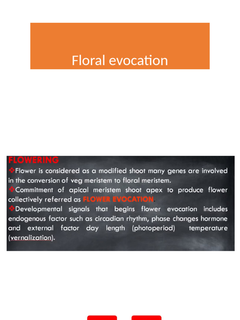 Floral Evocation | PDF
