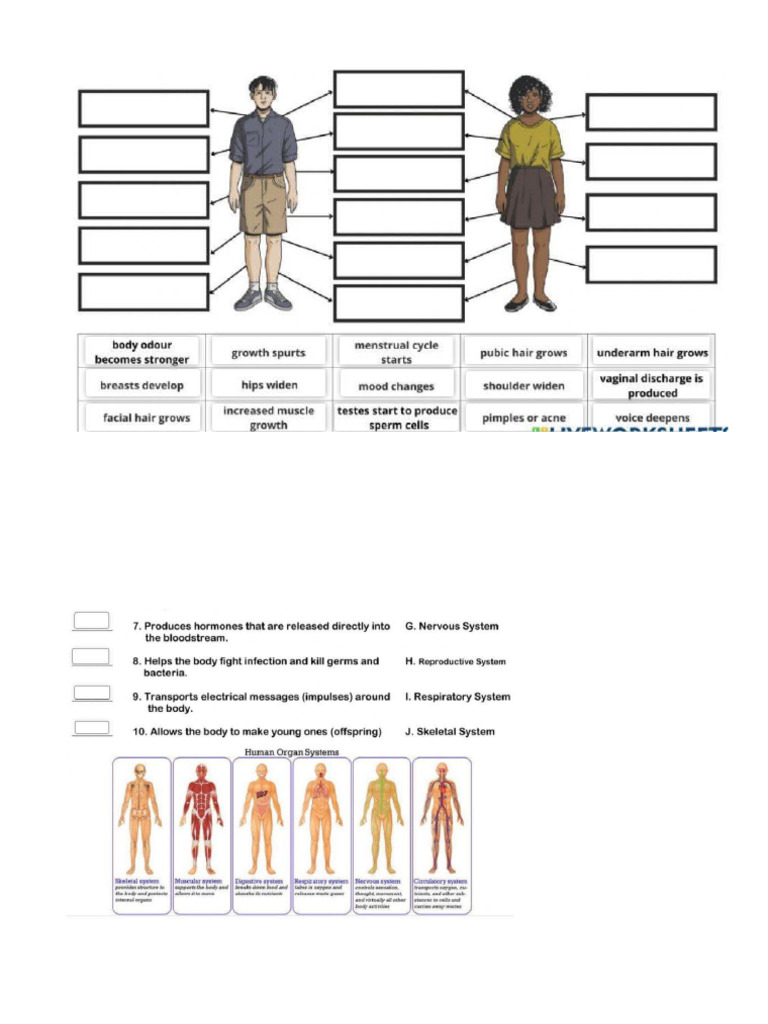 System and Puberty | PDF