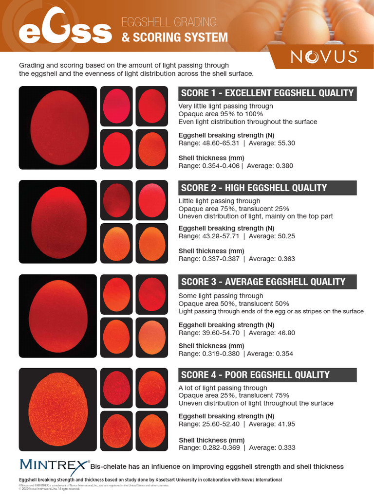 Eggshell Grading and Quality Chart | PDF | Egg