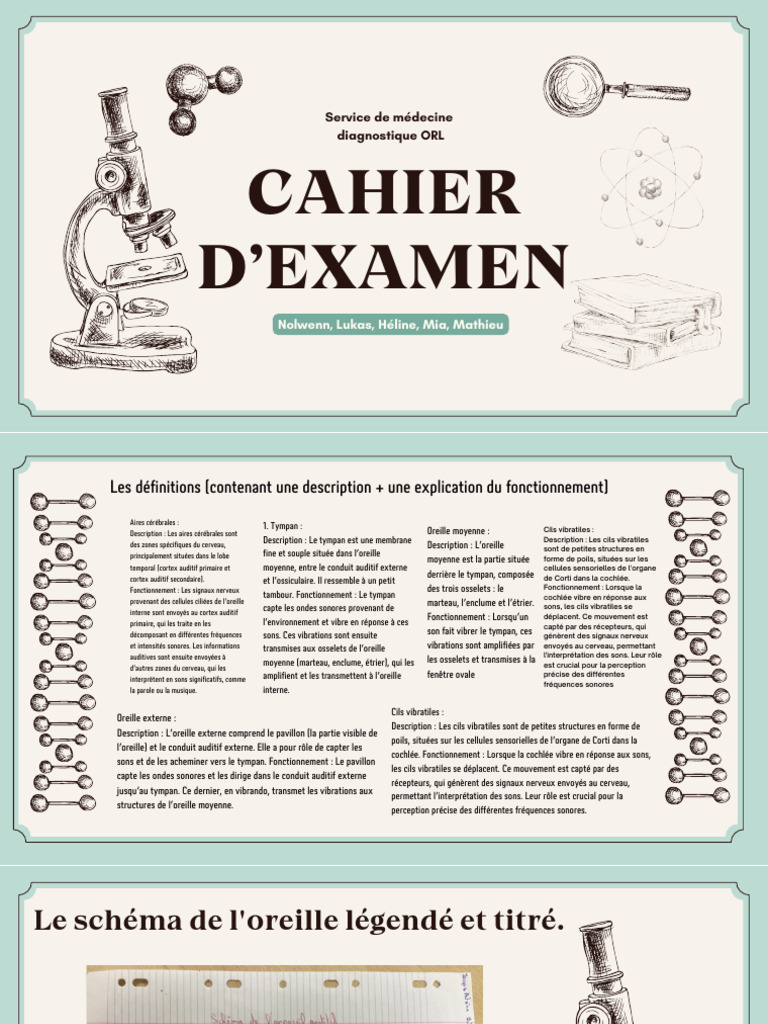 Schéma et pathologies du tympan | PDF | Oreille | Système auditif
