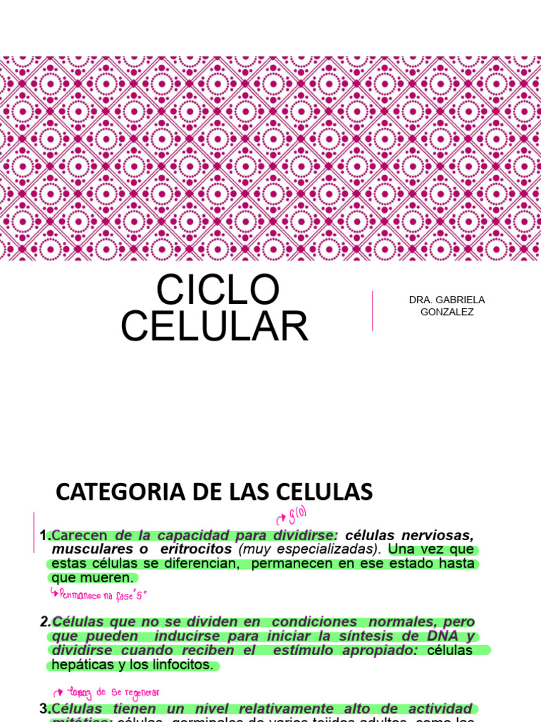 DIVISION CELULAR - INTERFASE, MITOSIS Y MEIOSIS - PPTX 2 | PDF | Ciclo celular | P53