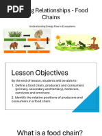 Daintree Rainforest Food Web Overview | PDF