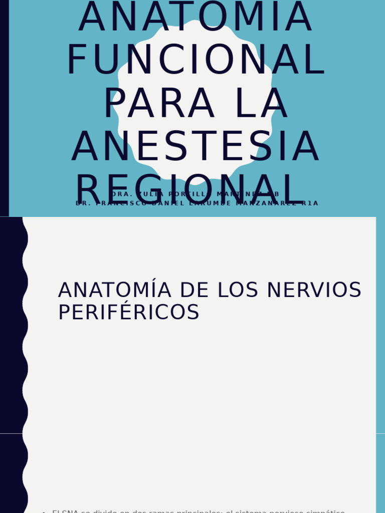 Anatomía Funcional | PDF | Nervio | Axon