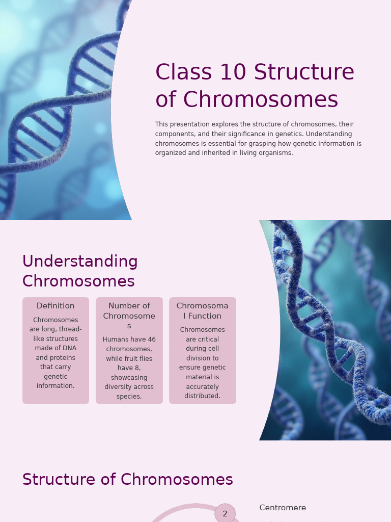 Structure and Function of Chromosomes | PDF | Chromosome | Genetics