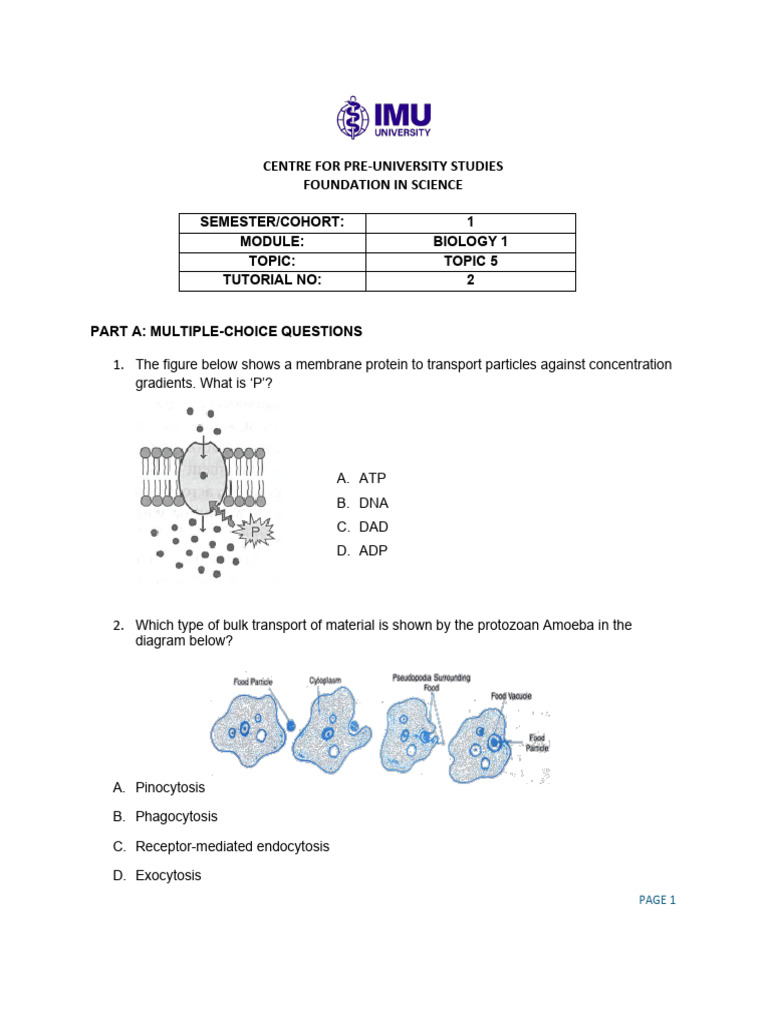Tutorial Chapter 5 - Membrane Structure and Transport (Part 2) Modular ...