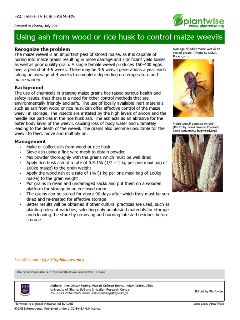 Fening Et Al 2015 Using Ash From Wood or Rice Husk To Control Maize ...
