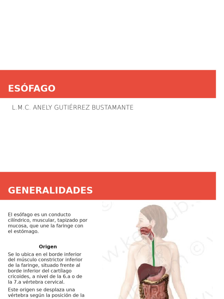 Material de Esofago y Bases Clínicas | PDF | Abdomen | Esófago