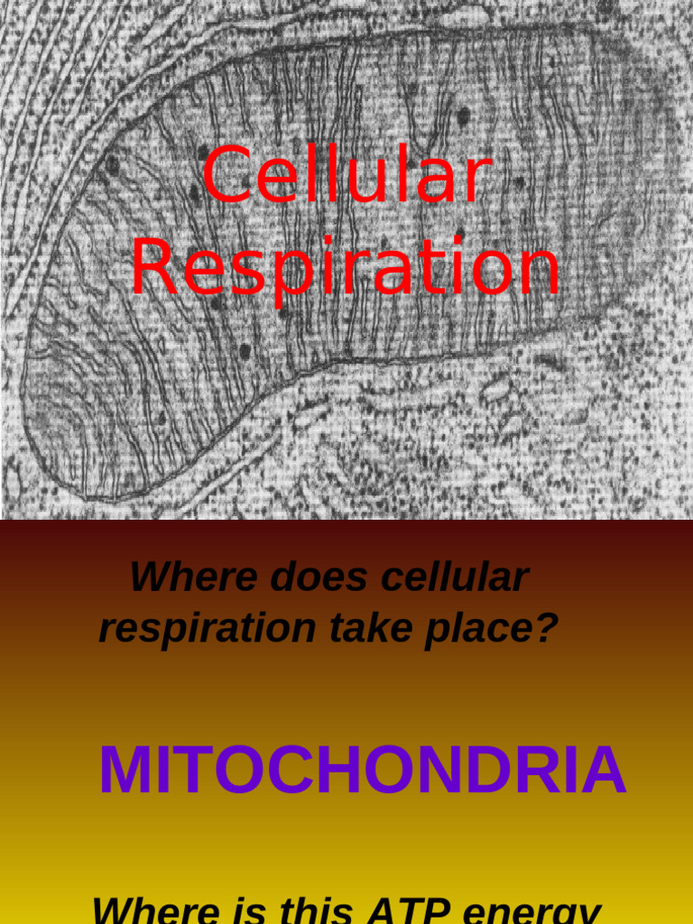 Cellular Respiration | PDF