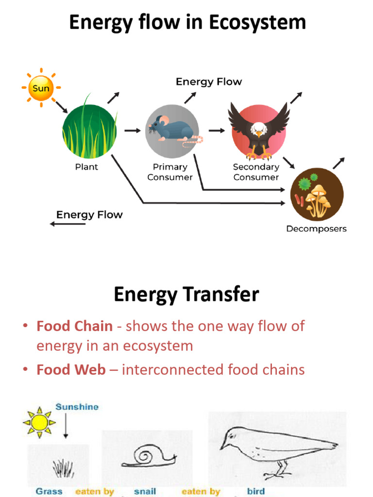 Energy Flow and Nutrient Cycling in Ecosystems | PDF | Primary ...