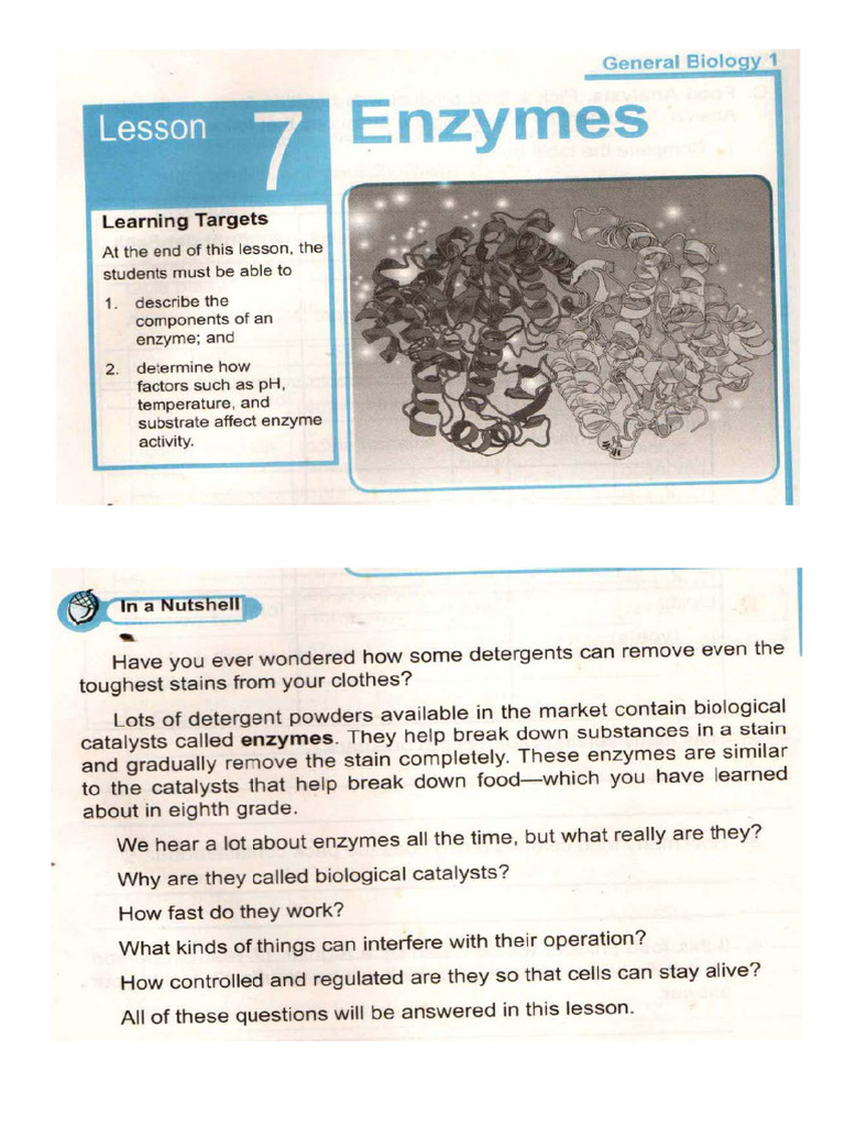 Gen Bio LESSON 12 - ENZYMES | PDF