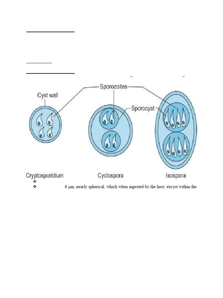 CHAPTER 11 Cryptosporidium Parvum | PDF | Immunology | Medical Specialties
