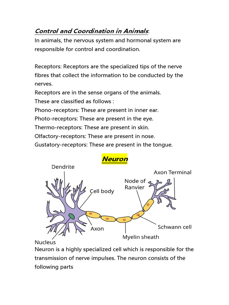 Notes of Contol and Coordination (Part 1) | PDF | Nervous System | Neuron