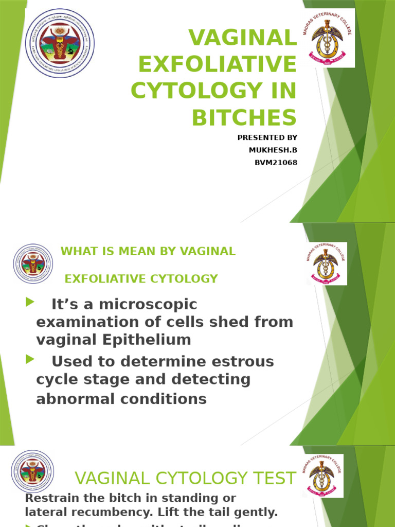 Vaginal Cytology in Bitches Explained | PDF | Staining | Medical ...