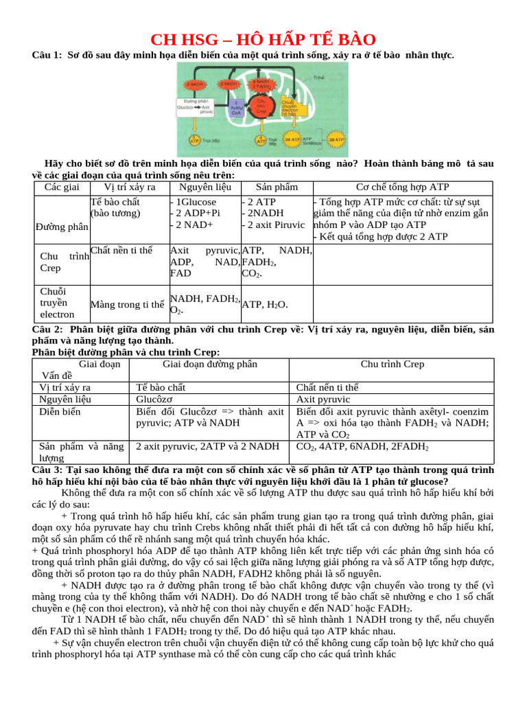 CH HÔ HẤP TB | PDF
