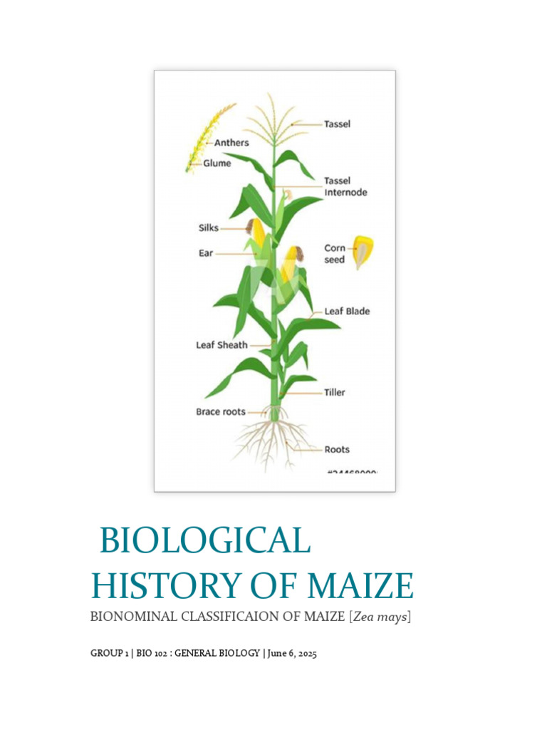 Biological History of Maize | PDF | Maize | Seed