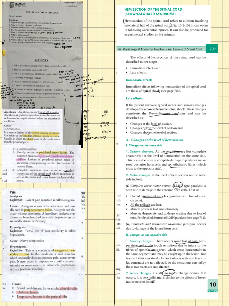 Reflexes and Sensory System | PDF