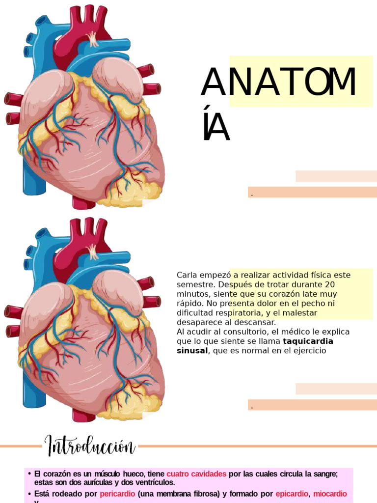 Anatomia Corazon | PDF | Corazón | Aorta