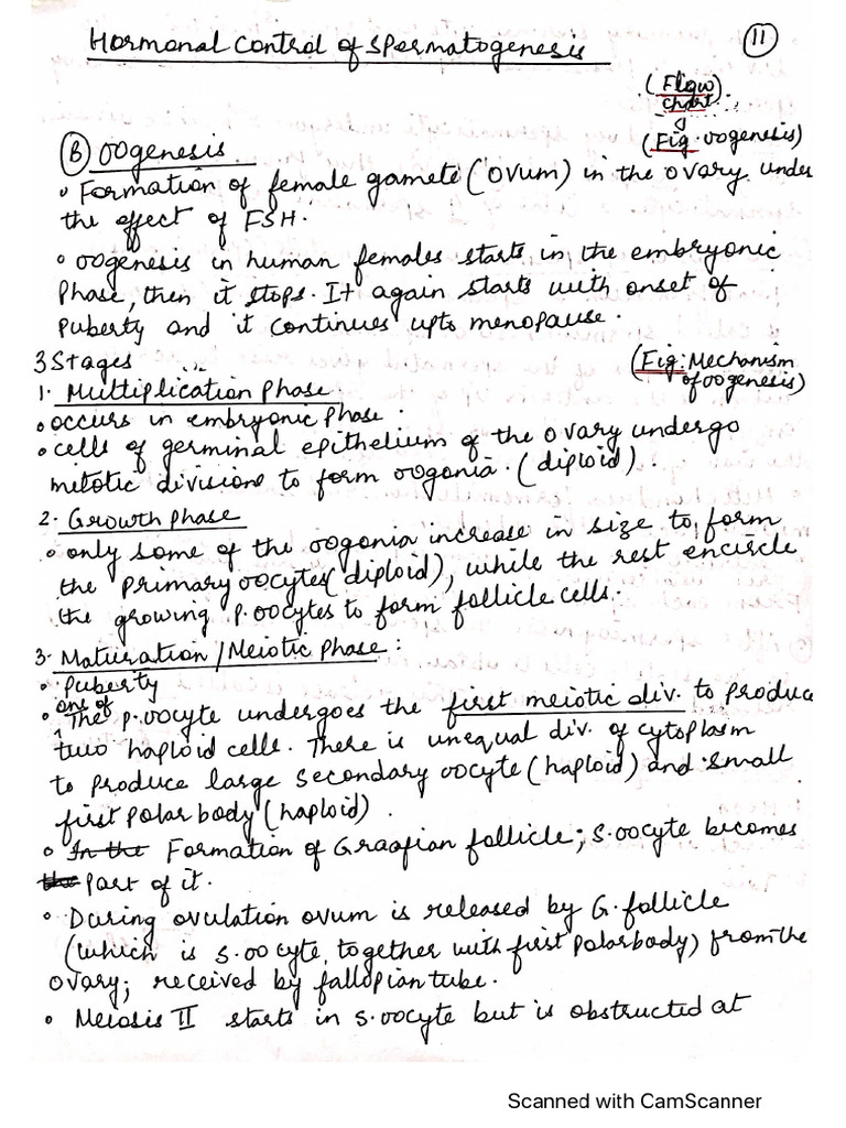 12 Â Lesson Â 4 Â Human Â Reproduction Â | PDF