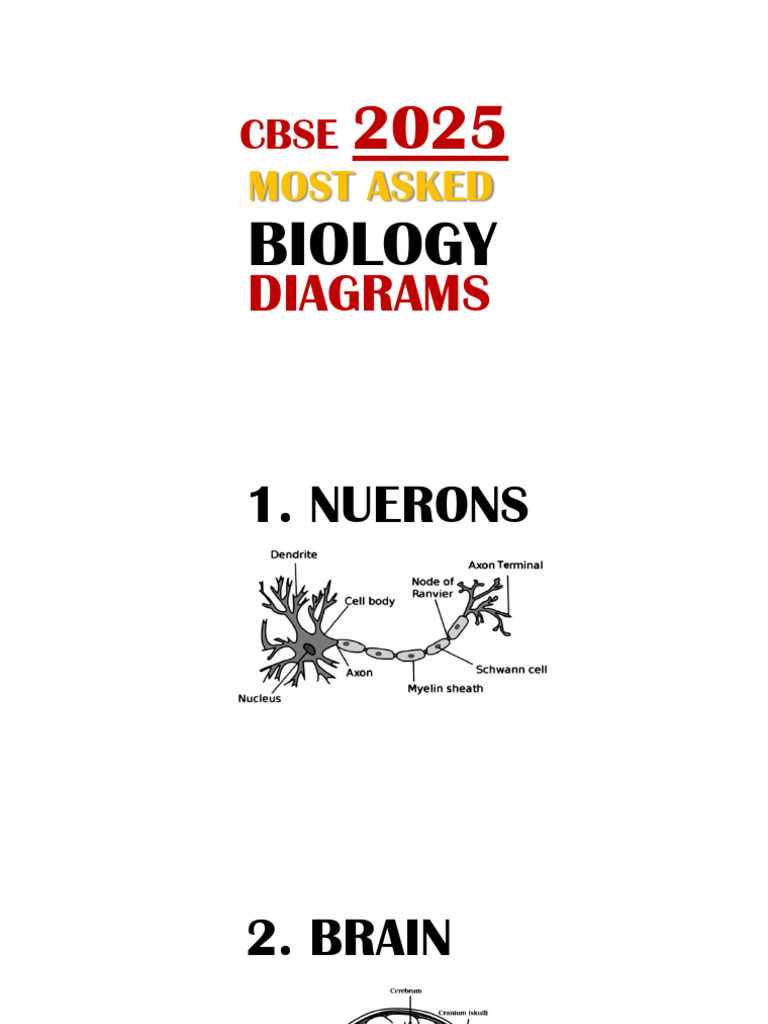 Bio Diagrams | PDF