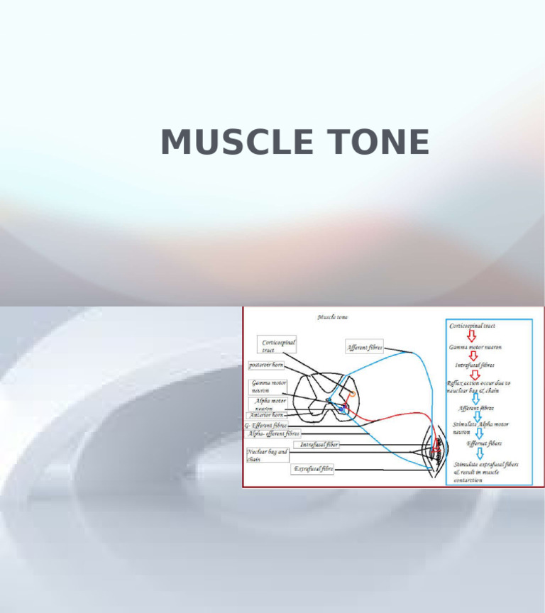 Muscle Tone | PDF