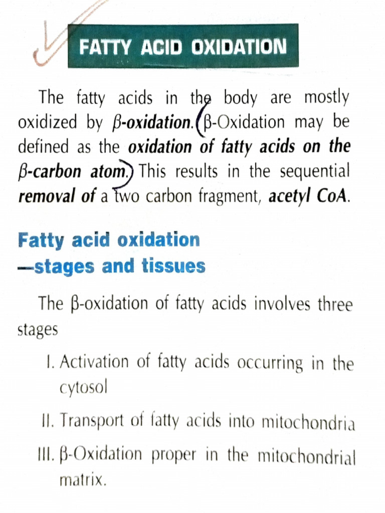 Beta Oxidation of Palmitic Acid Steps | PDF | Adenosine Triphosphate ...