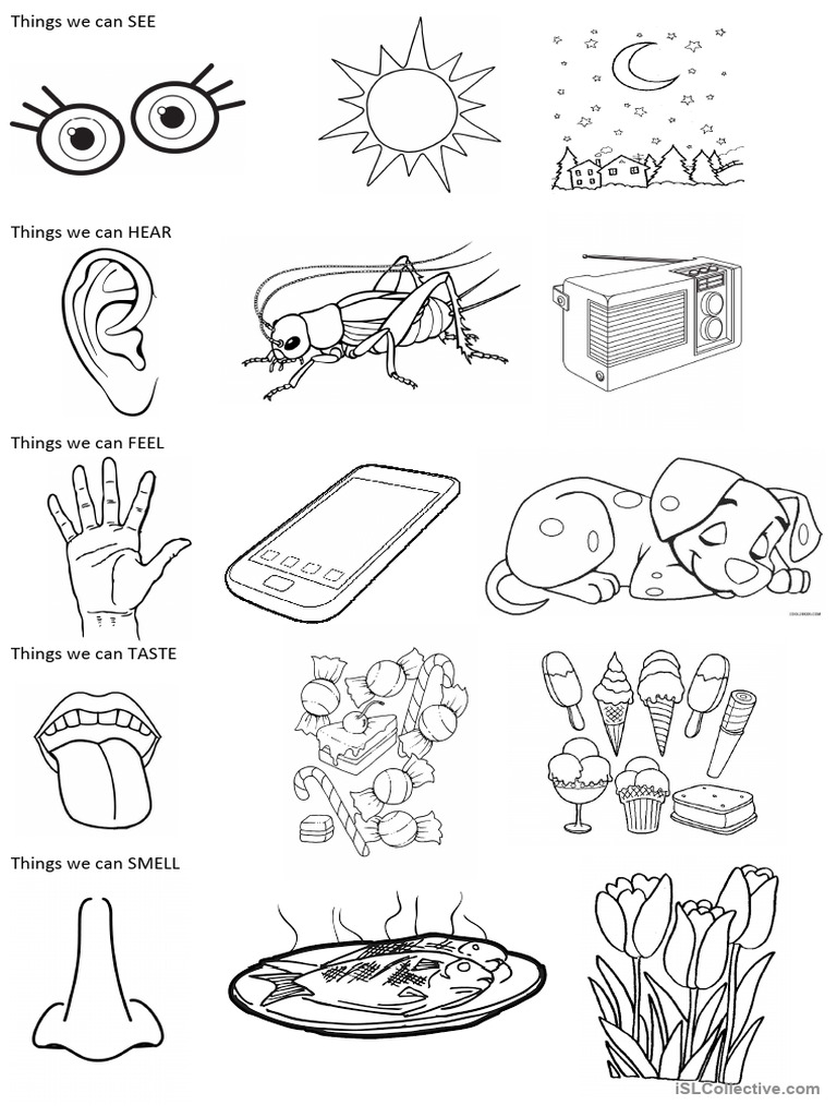 The 5 Senses - Coloring Exercise | PDF