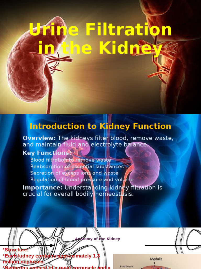 Kidney Filtration and Urine Formation Guide | PDF | Kidney | Urinary System