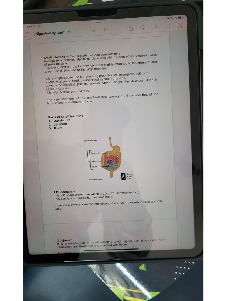 Digestive System Hap 2 | PDF