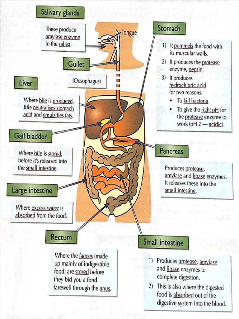 Digestive System Diagram | PDF | Digestion | Human Digestive System