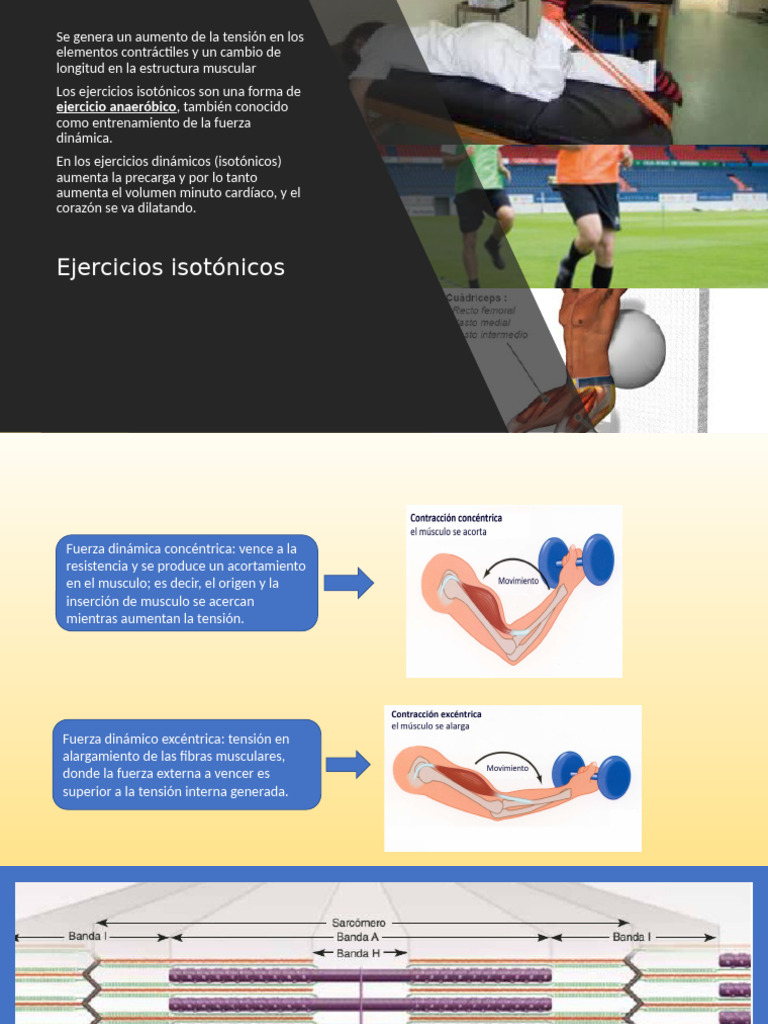 5 .Ejercicios Isometricos Isotonicos e Isoc | PDF | Músculo | Contracción muscular