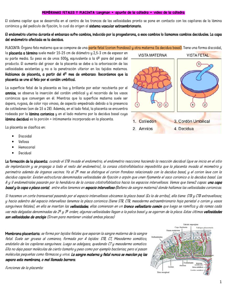 Membranas Fetales y Placenta | PDF | Placenta | Anatomía