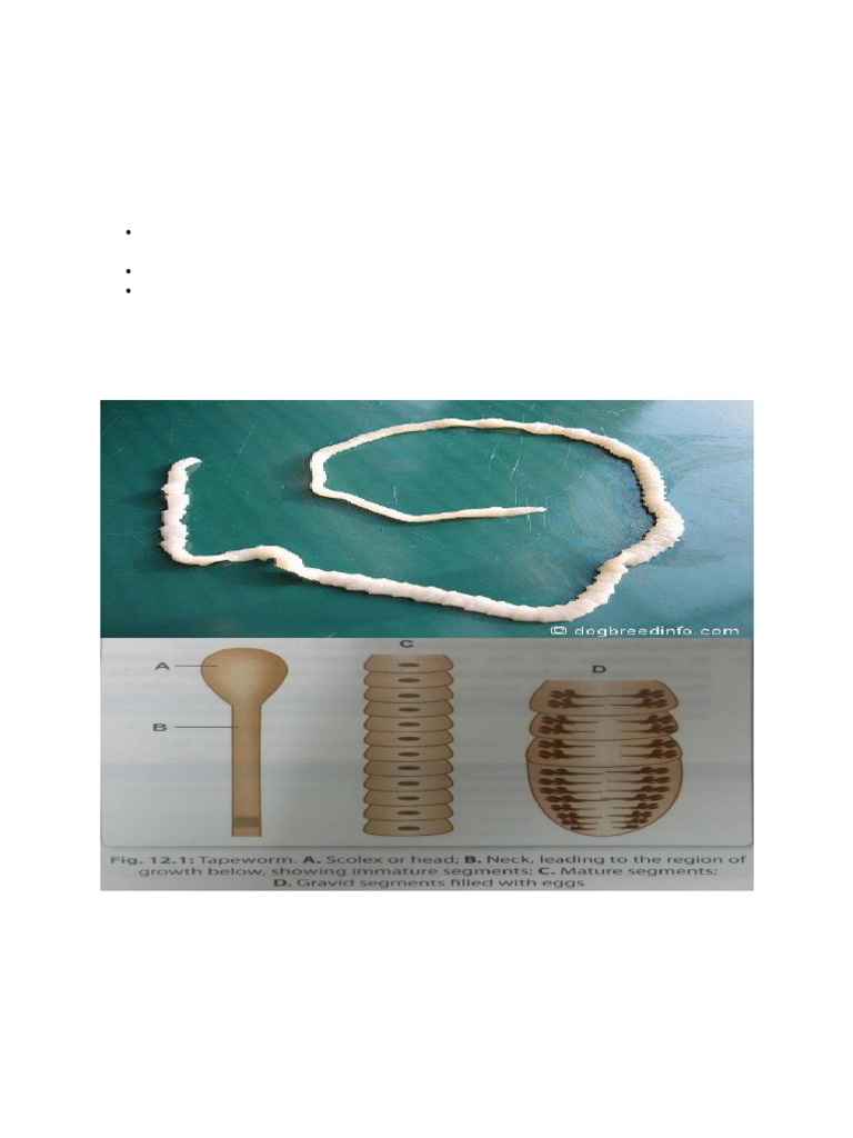Cestodes: Characteristics and Life Cycle | PDF | Animals And Humans ...