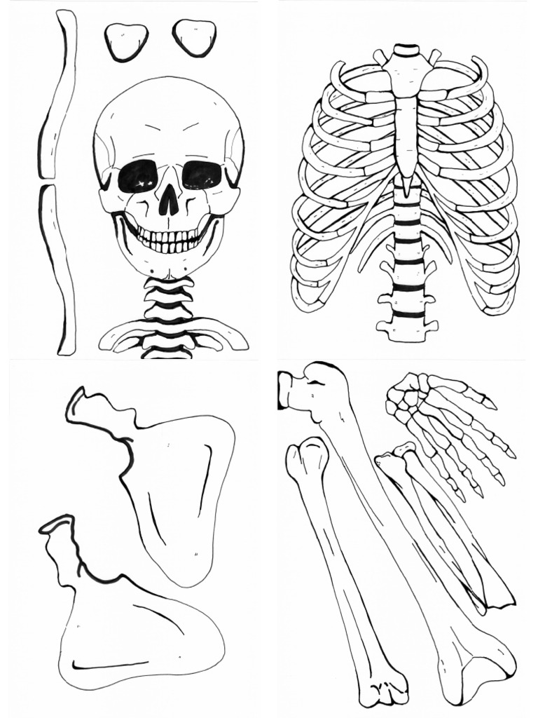 Pràctica Esquelet Pdf