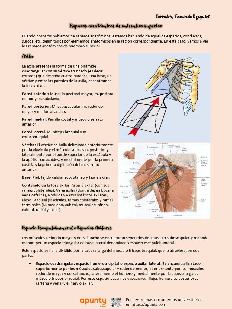 Reparos Anatomicos de Miembro Superior | PDF | Anatomía humana ...
