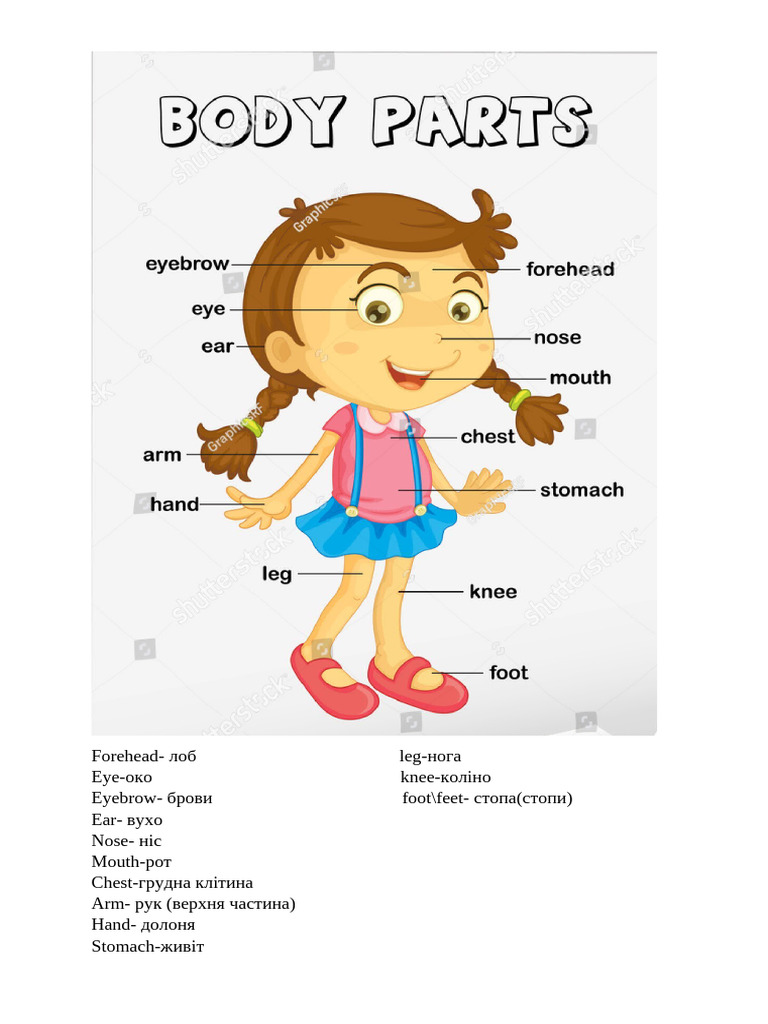 Parts of The Body | PDF