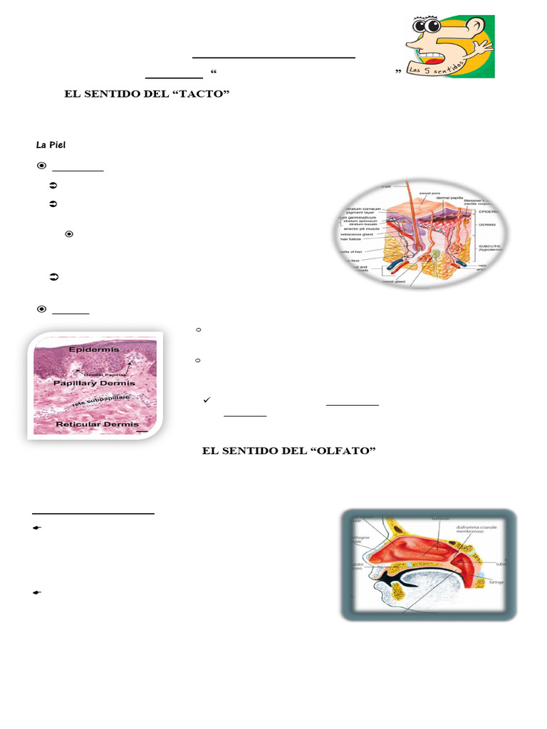 Organos de Los Sentidos | PDF | Oído | Órganos sensoriales