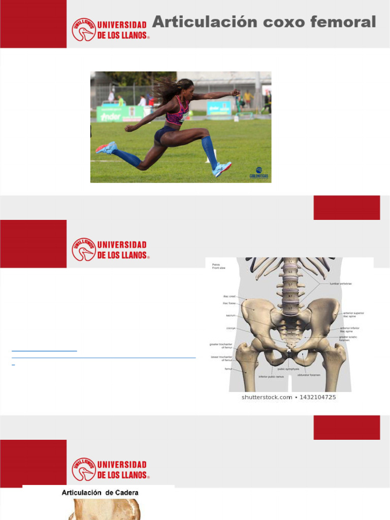 COXOFEMORAL | PDF | Pelvis | Articulación