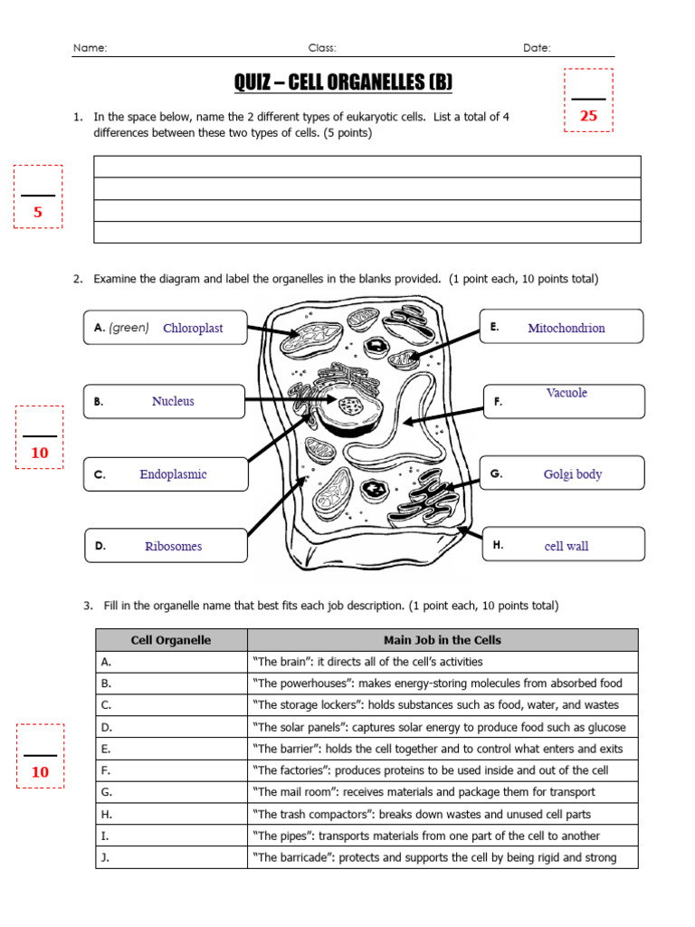 QUIZ - Cell Organelles (B) PDF | PDF | Cell (Biology) | Vacuole