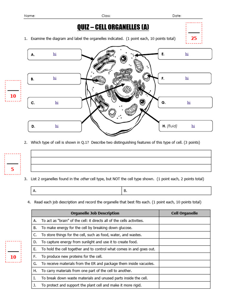 QUIZ - Cell Organelles (A) PDF | PDF | Cell (Biology) | Endoplasmic ...