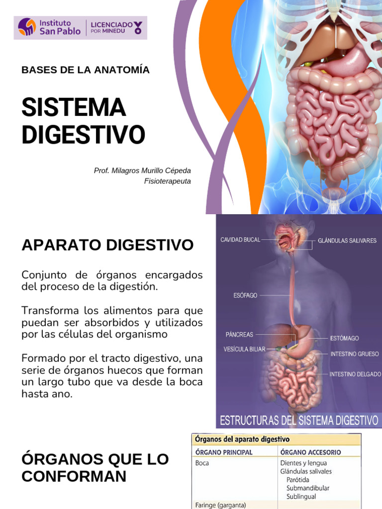 Sistema Digestivo | PDF | Sistema digestivo humano | Tracto ...