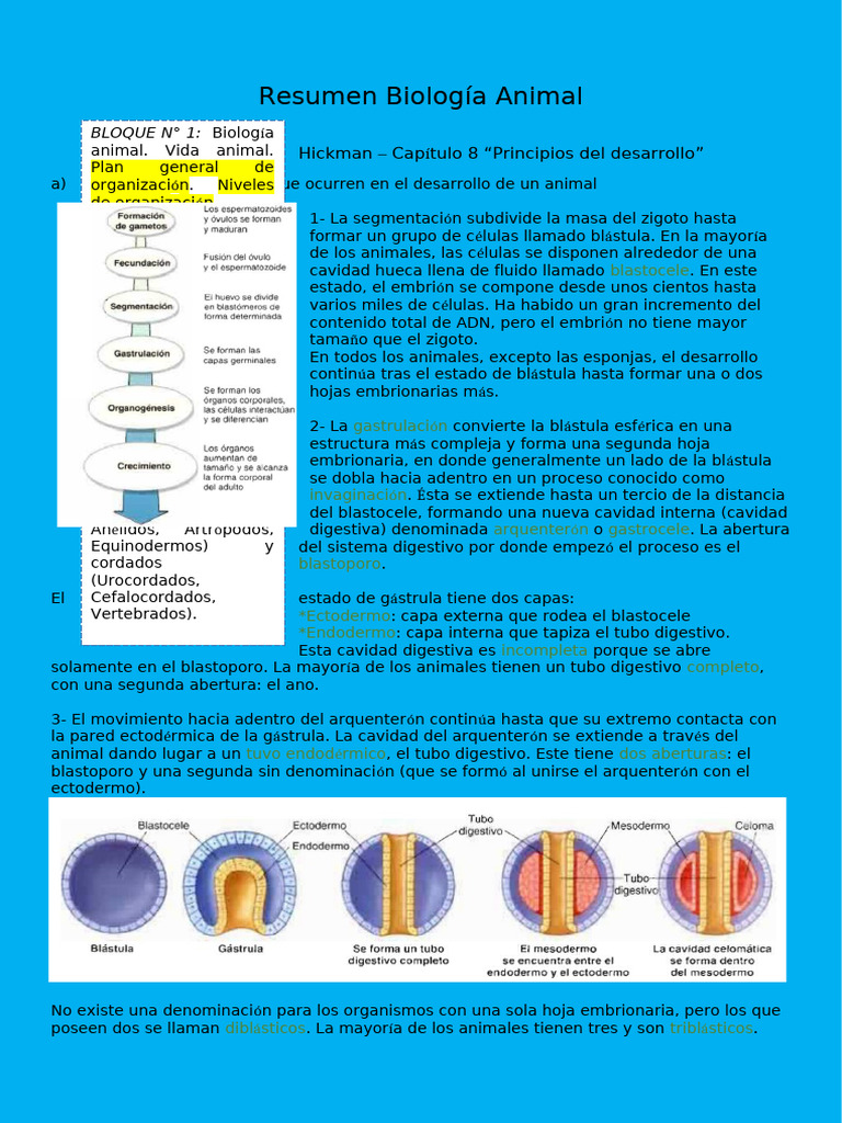 Resumen Biología Animal | PDF | Embrión | Ciencias de la vida