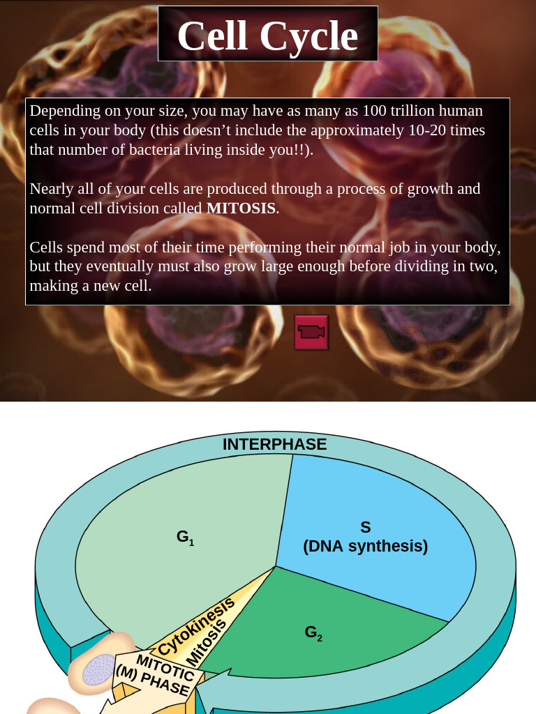 Cell+Cycle DNA+Rep Mitosis+Notes+Add+in+Cancer | PDF | Mitosis | Dna ...